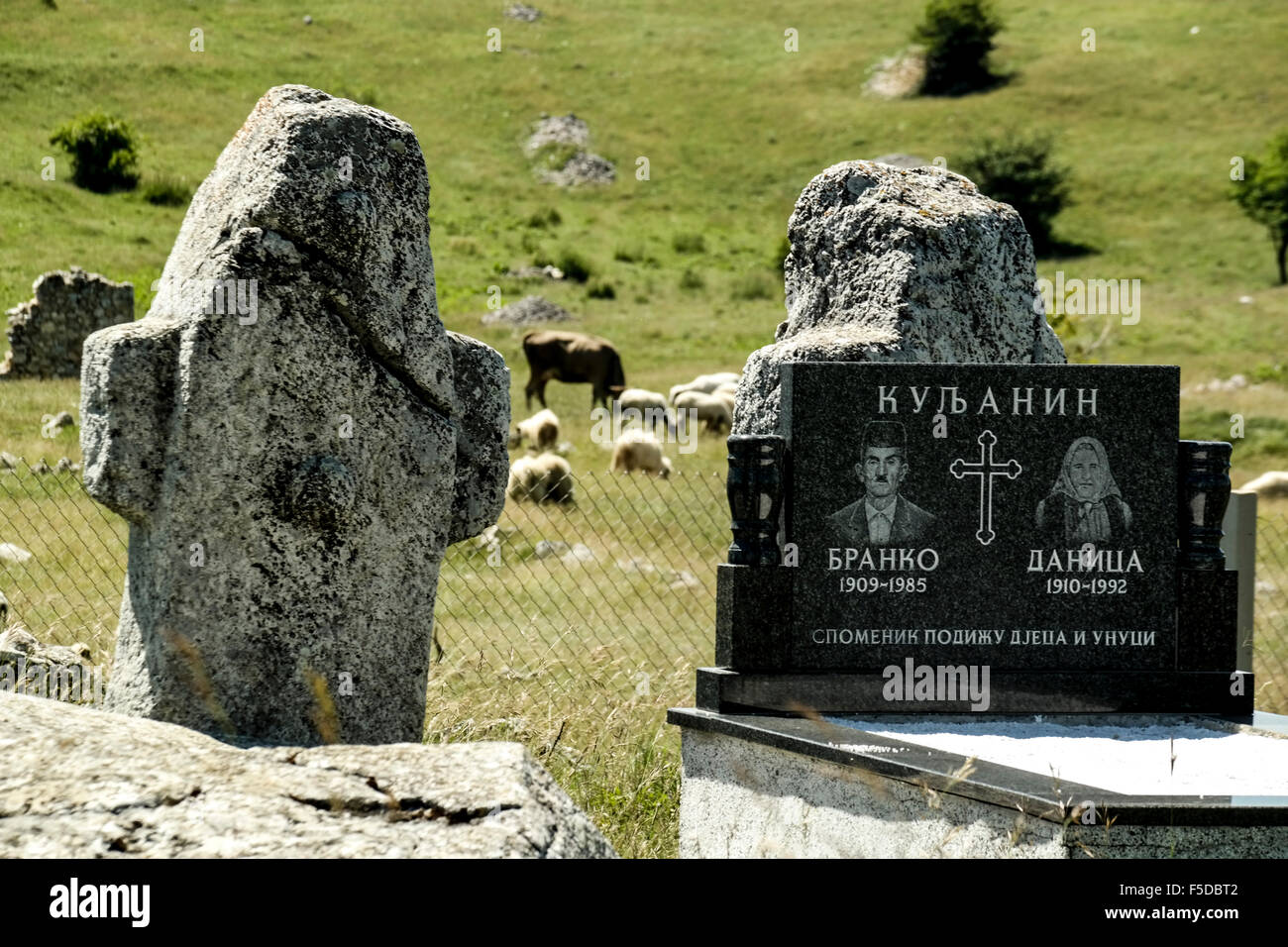 Stećci (medieval gravestones), modern graves, cattle and destroyed ...
