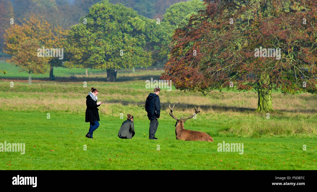 Teenagers standing close to a wild red deer stag in Wollaton park ...