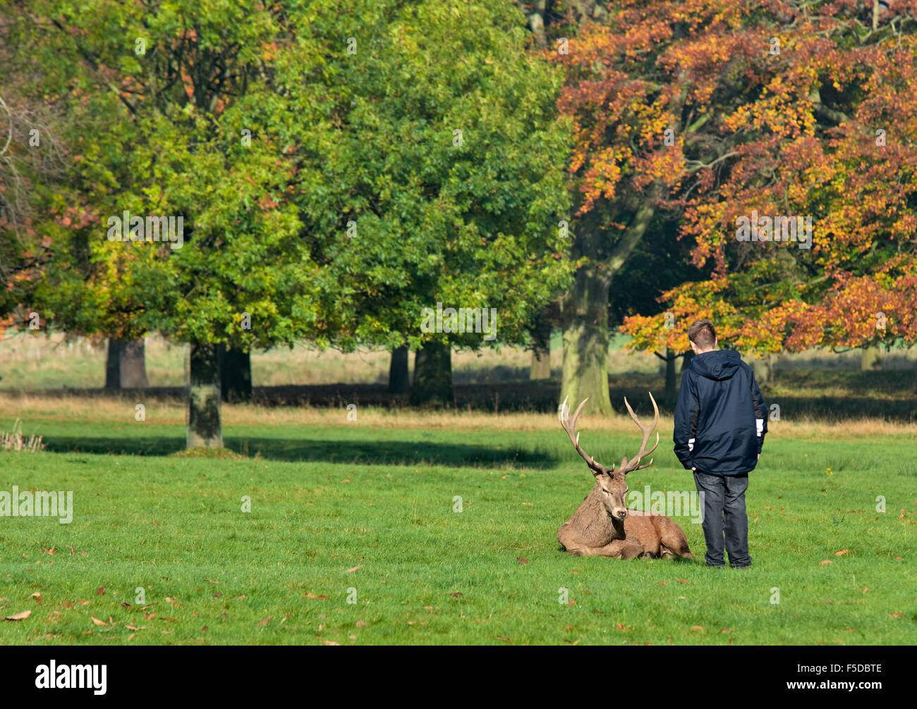 Teenager boy standing close to a wild red deer stag in Wollaton park ...