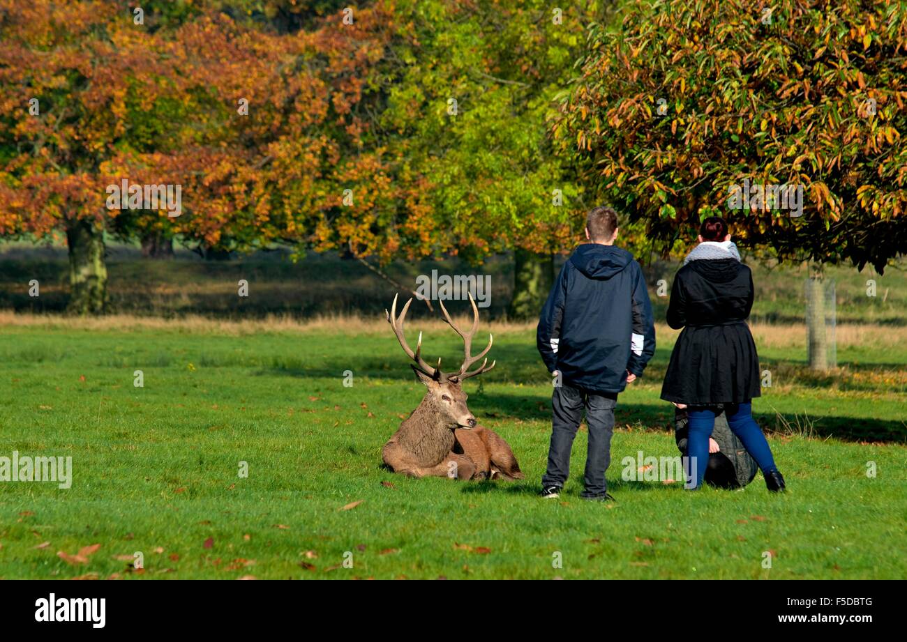 Teenagers standing close to a wild red deer stag in Wollaton park ...