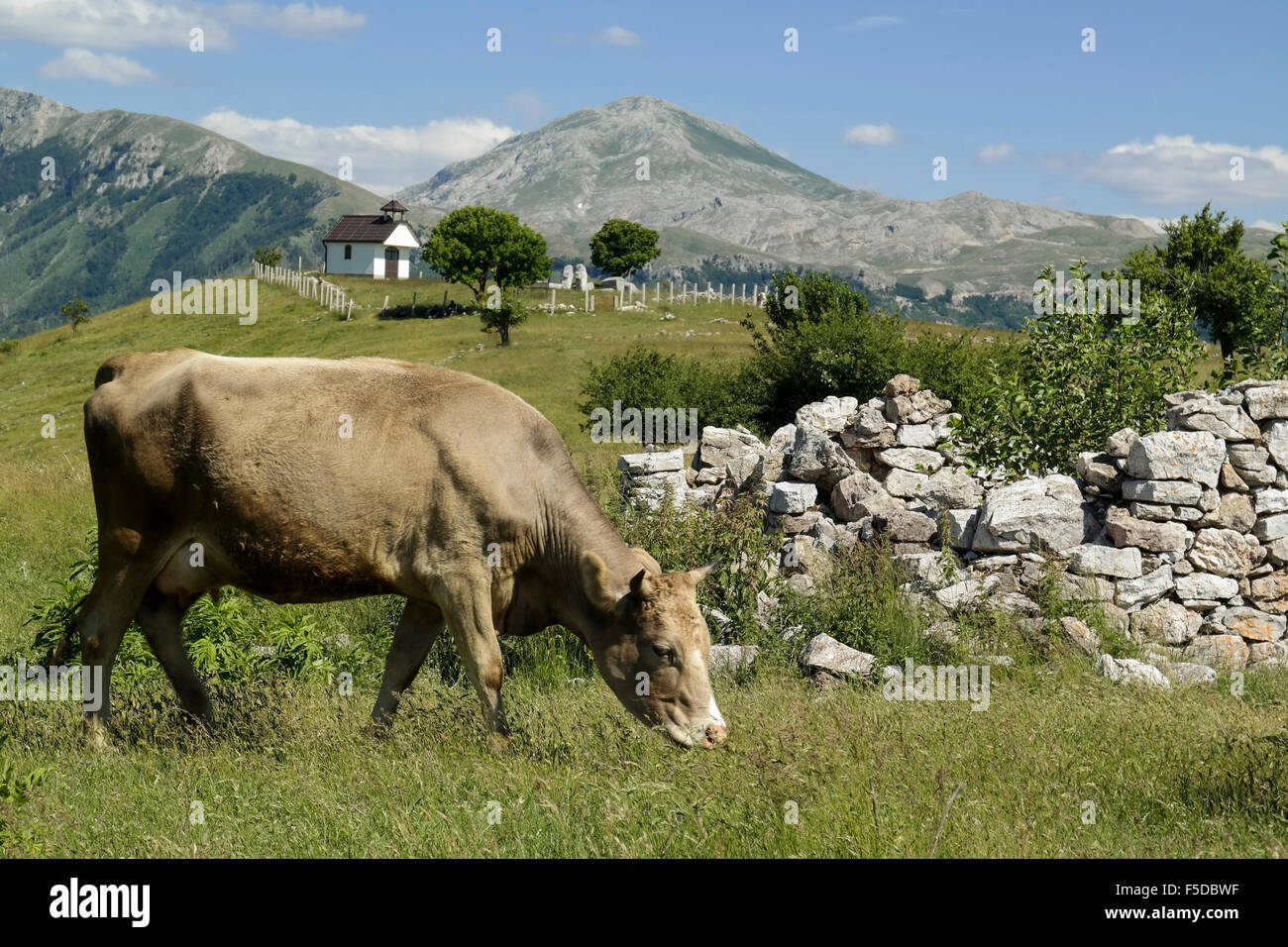 Cow, destroyed house and serbian-orthodox chapel in mountain village ...