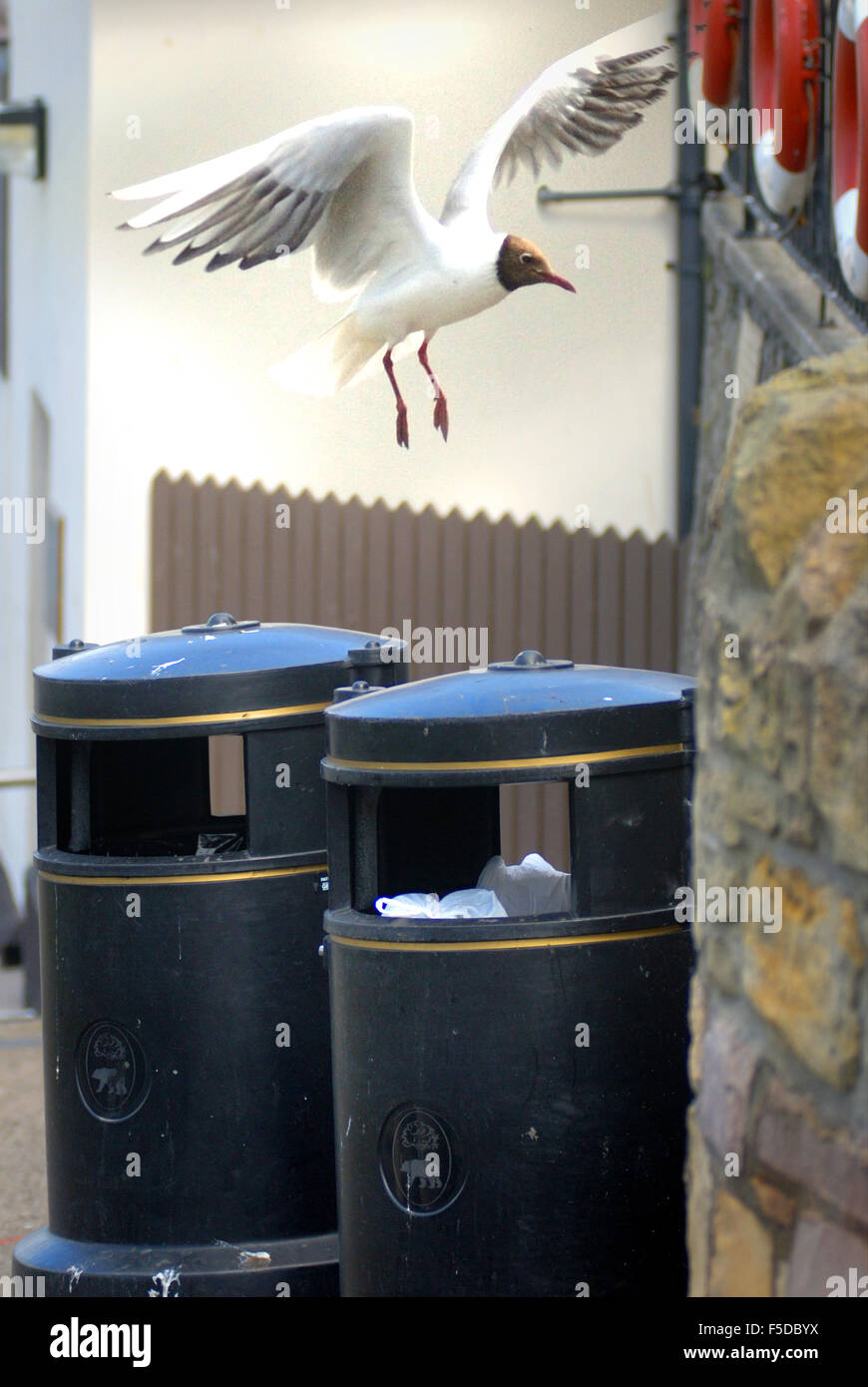 Seagull scavenging from urban litter bin Stock Photo - Alamy