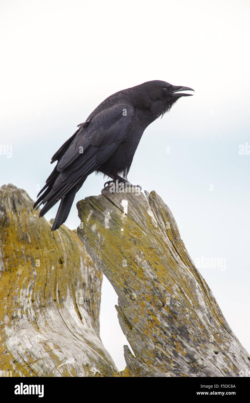 Northwestern crow hi-res stock photography and images - Alamy