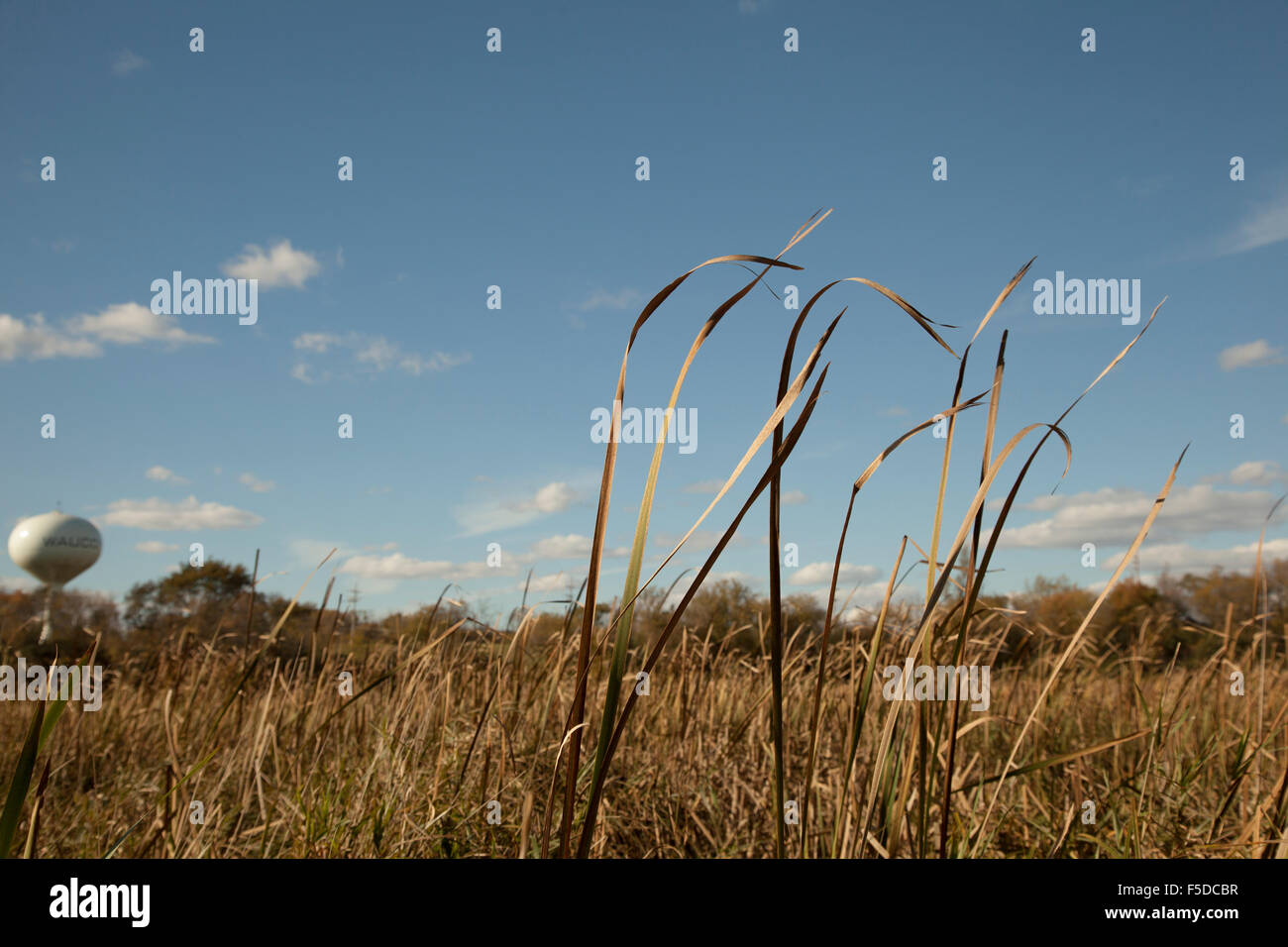 sunny corn field Stock Photo - Alamy