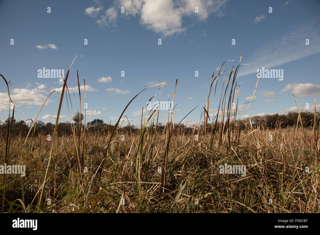 sunny corn field Stock Photo - Alamy