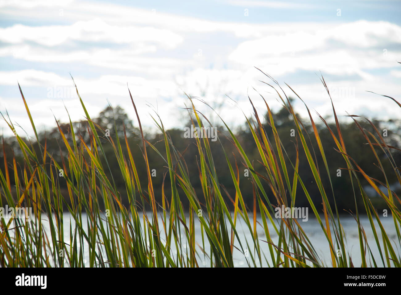 Pond lake river hi-res stock photography and images - Alamy