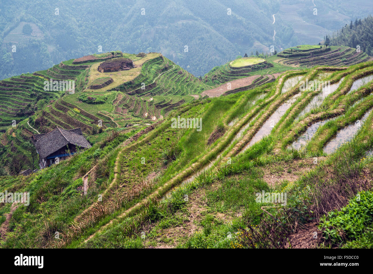 Layered rice terraces of Longii Titian (Dragon's Backbone Terraces ...