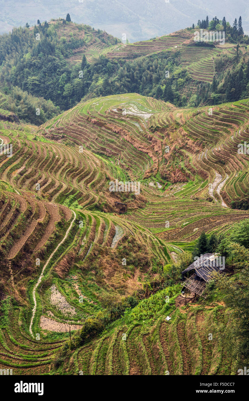 Layered rice terraces of Longii Titian (Dragon's Backbone Terraces ...