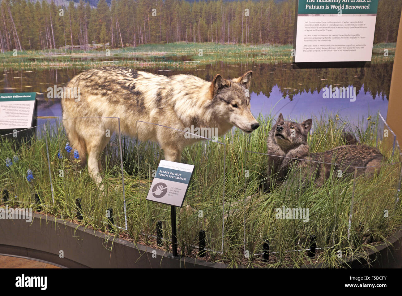 A timber wolf exhibit in the natural history section of the Buffalo ...