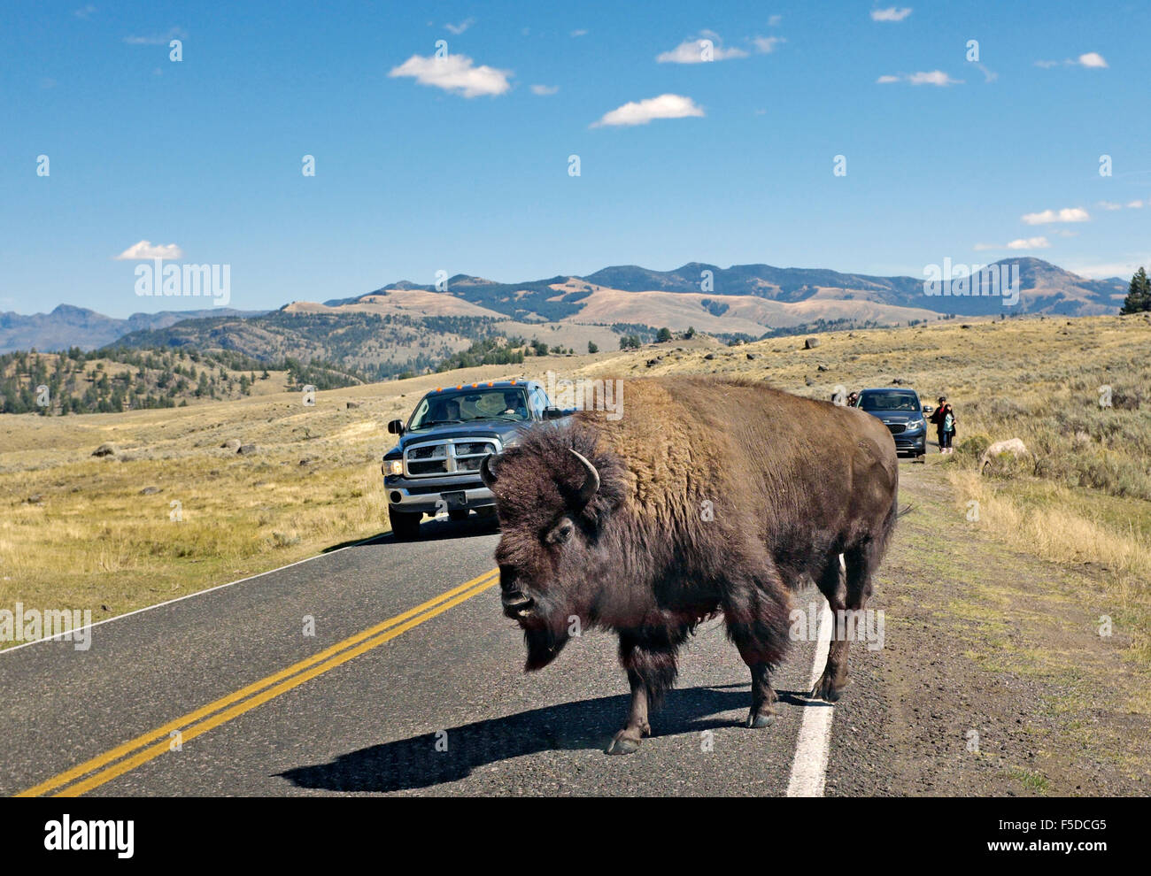 A large buffalo causes a traffic jam as it crosses a highway in ...