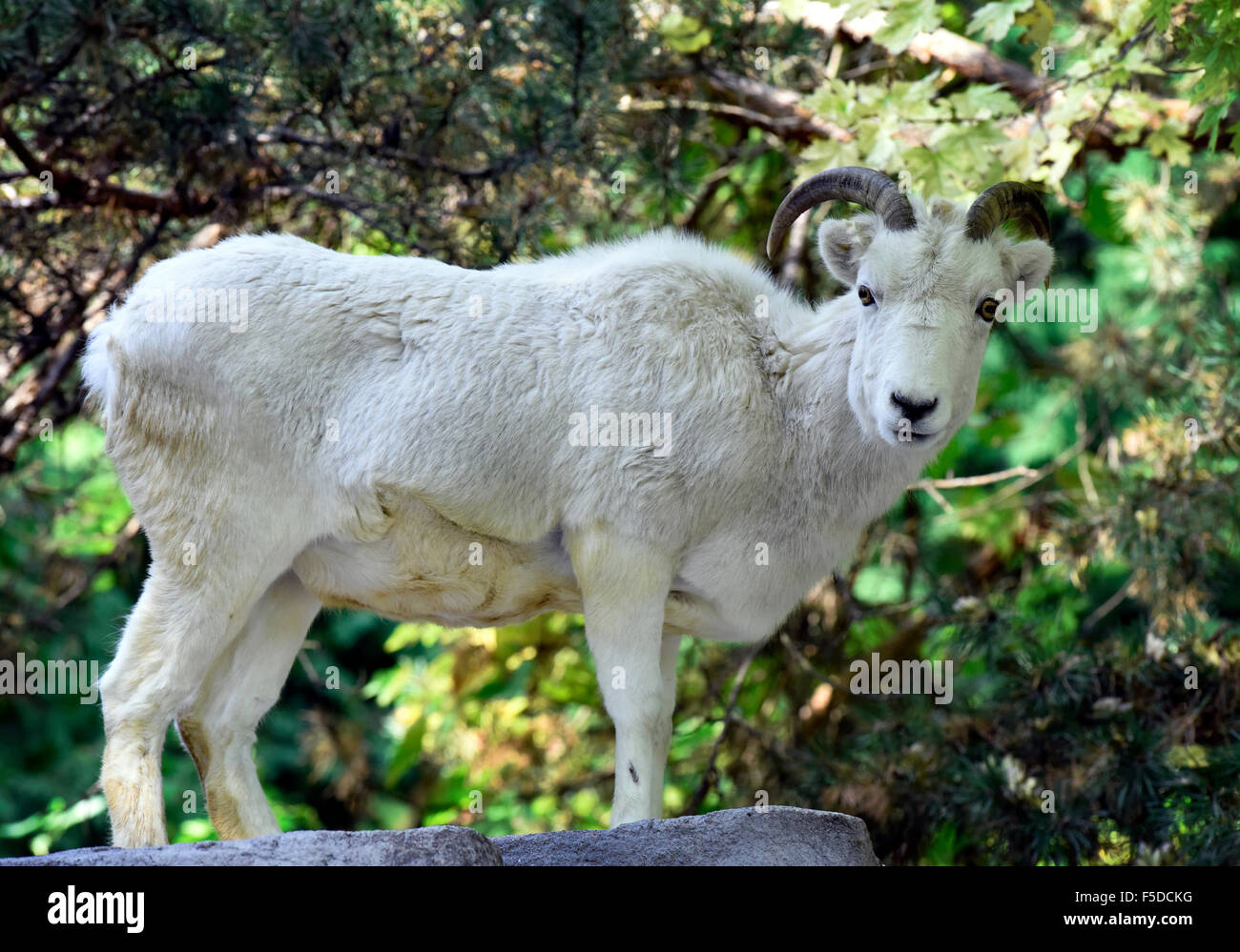Mountain Goat on a rock ledge Stock Photo - Alamy