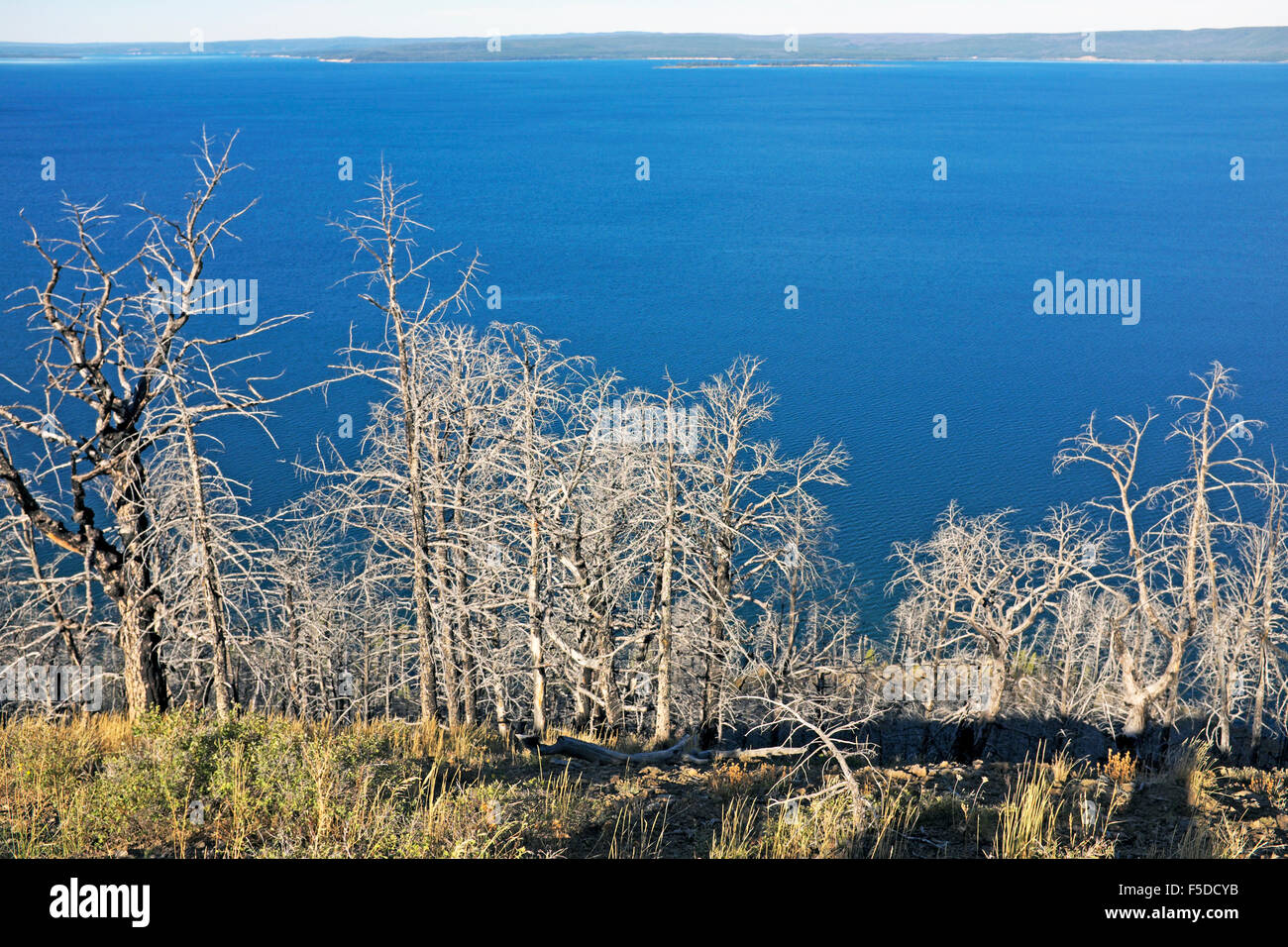 Burned out forest hi-res stock photography and images - Alamy
