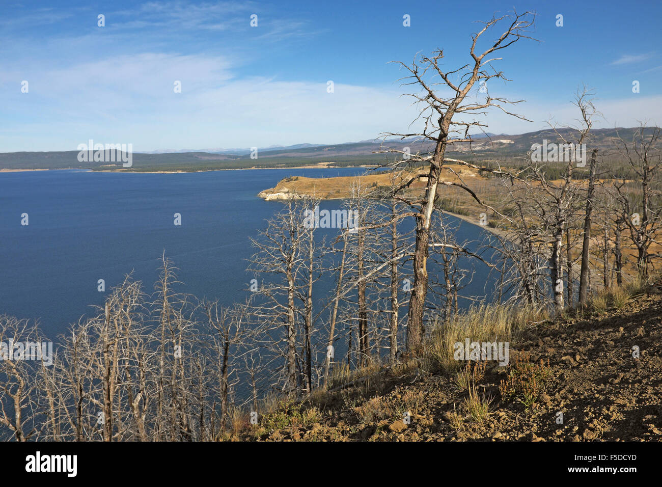 Burned juniper trees on the eastern short of Yellowstone Lake in ...