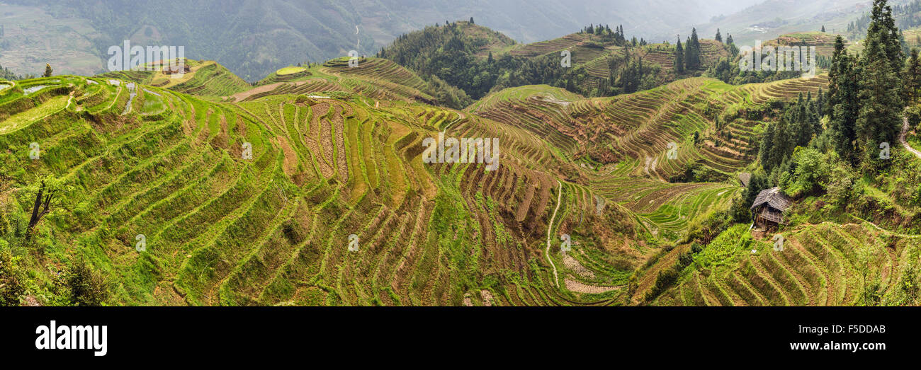Layered rice terraces of Longii Titian (Dragon's Backbone Terraces ...