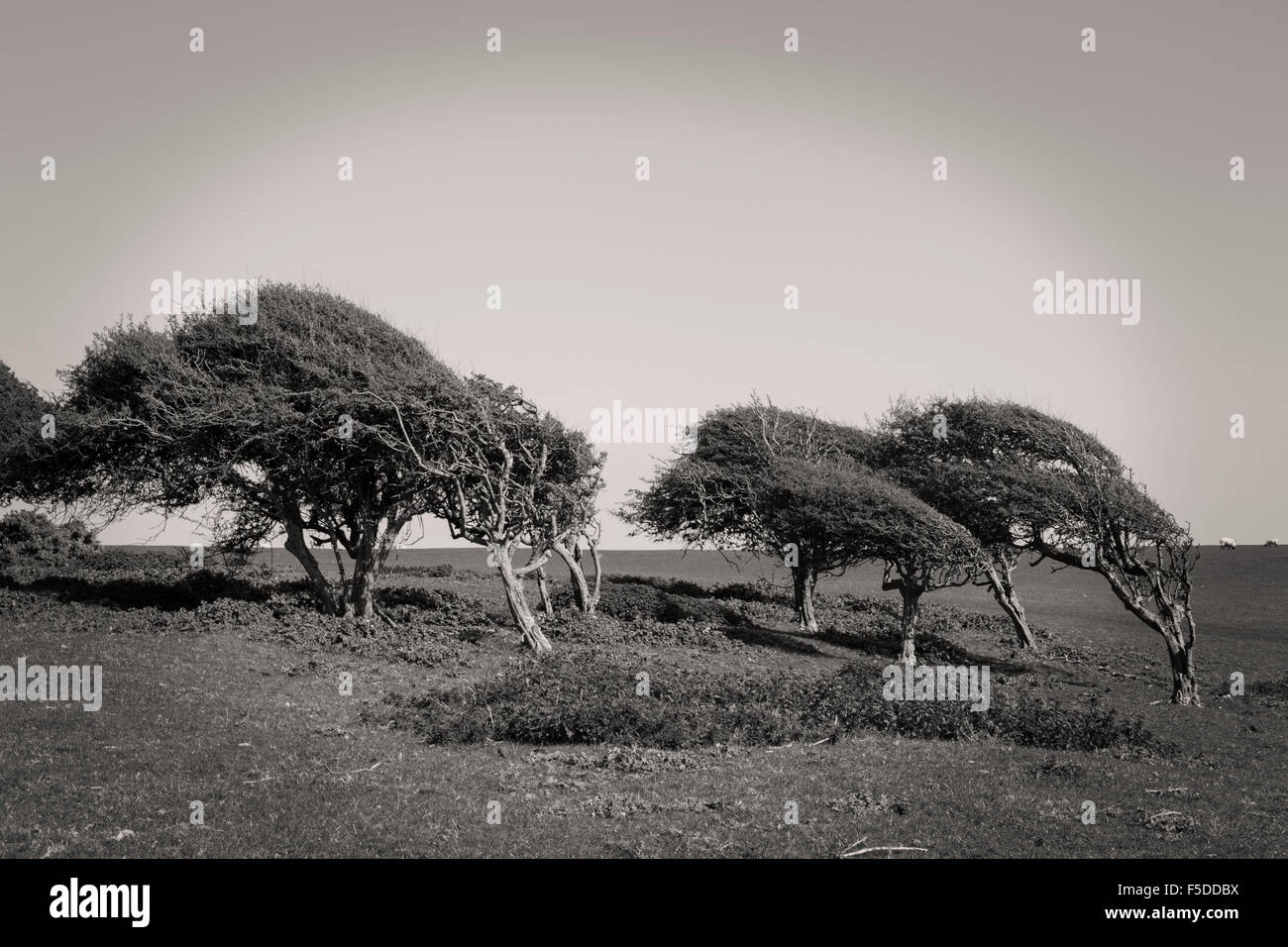 Wind shaped trees hi-res stock photography and images - Alamy