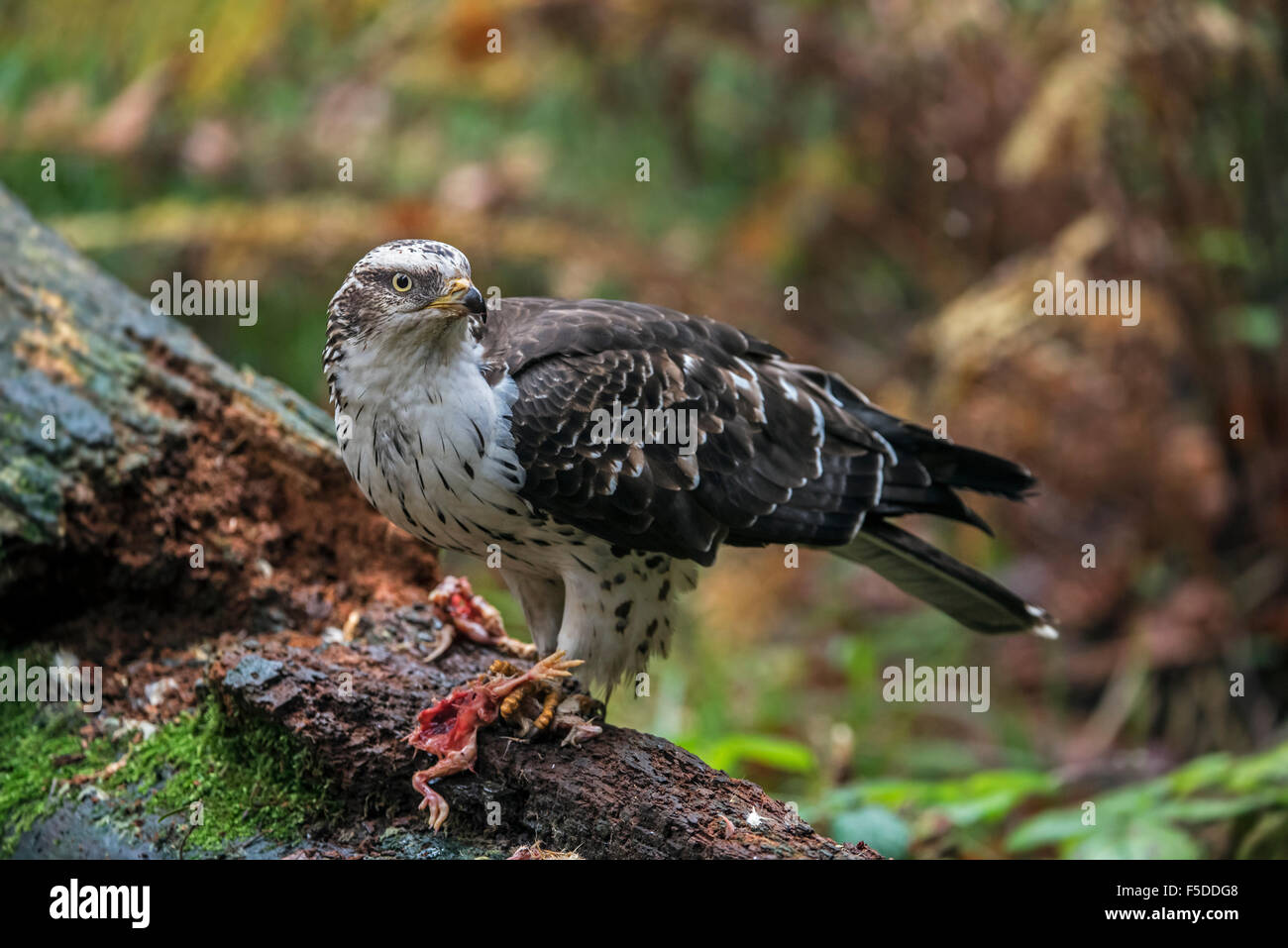European honey buzzard (Pernis apivorus) eating dead bird chick Stock ...