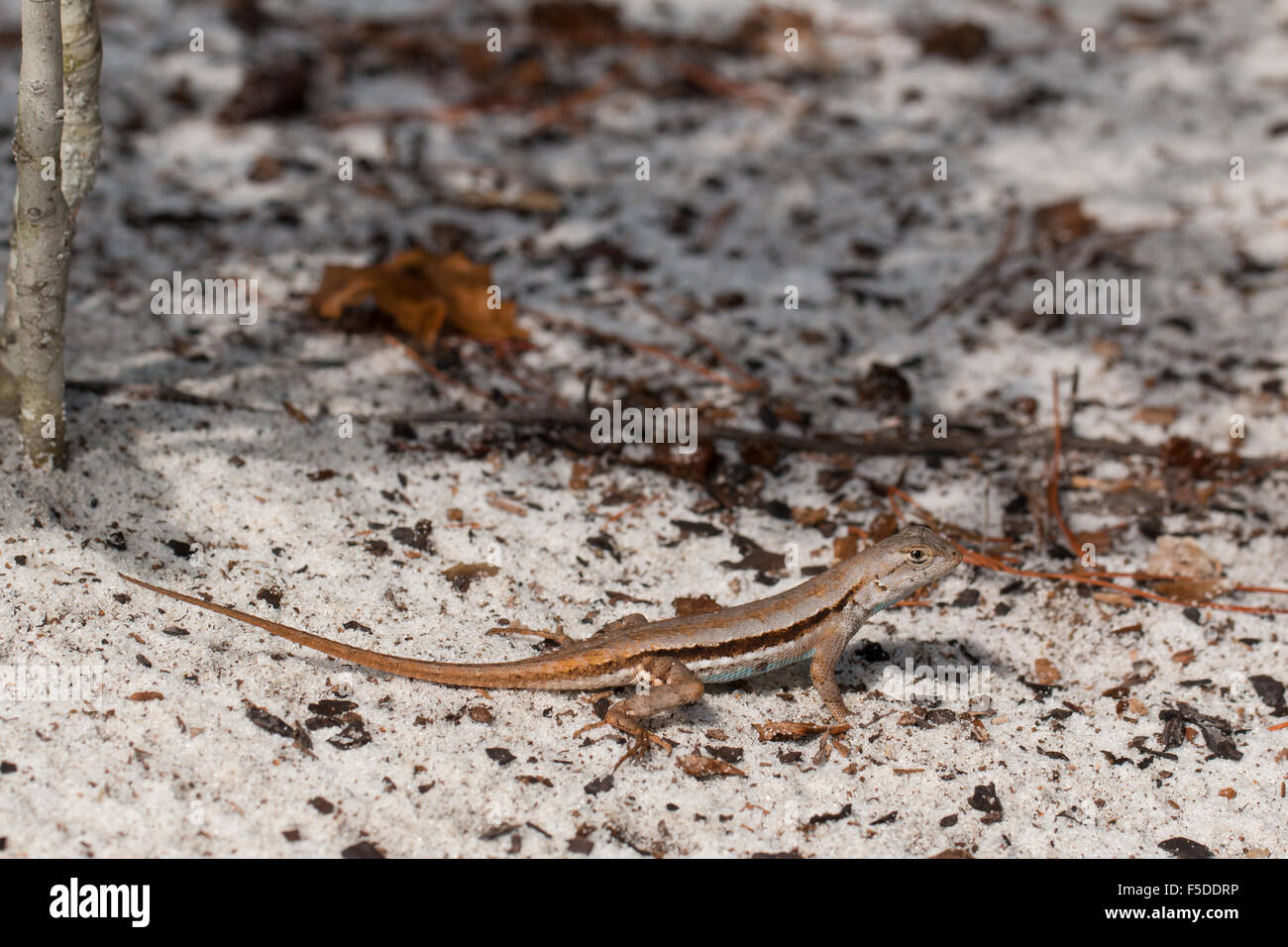 Woodi hi-res stock photography and images - Alamy