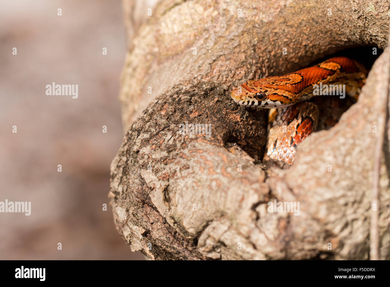 Snake in a tree hi-res stock photography and images - Alamy