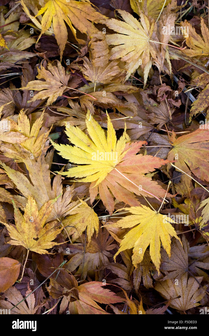Fallen Maple leaves in Autumn Stock Photo - Alamy