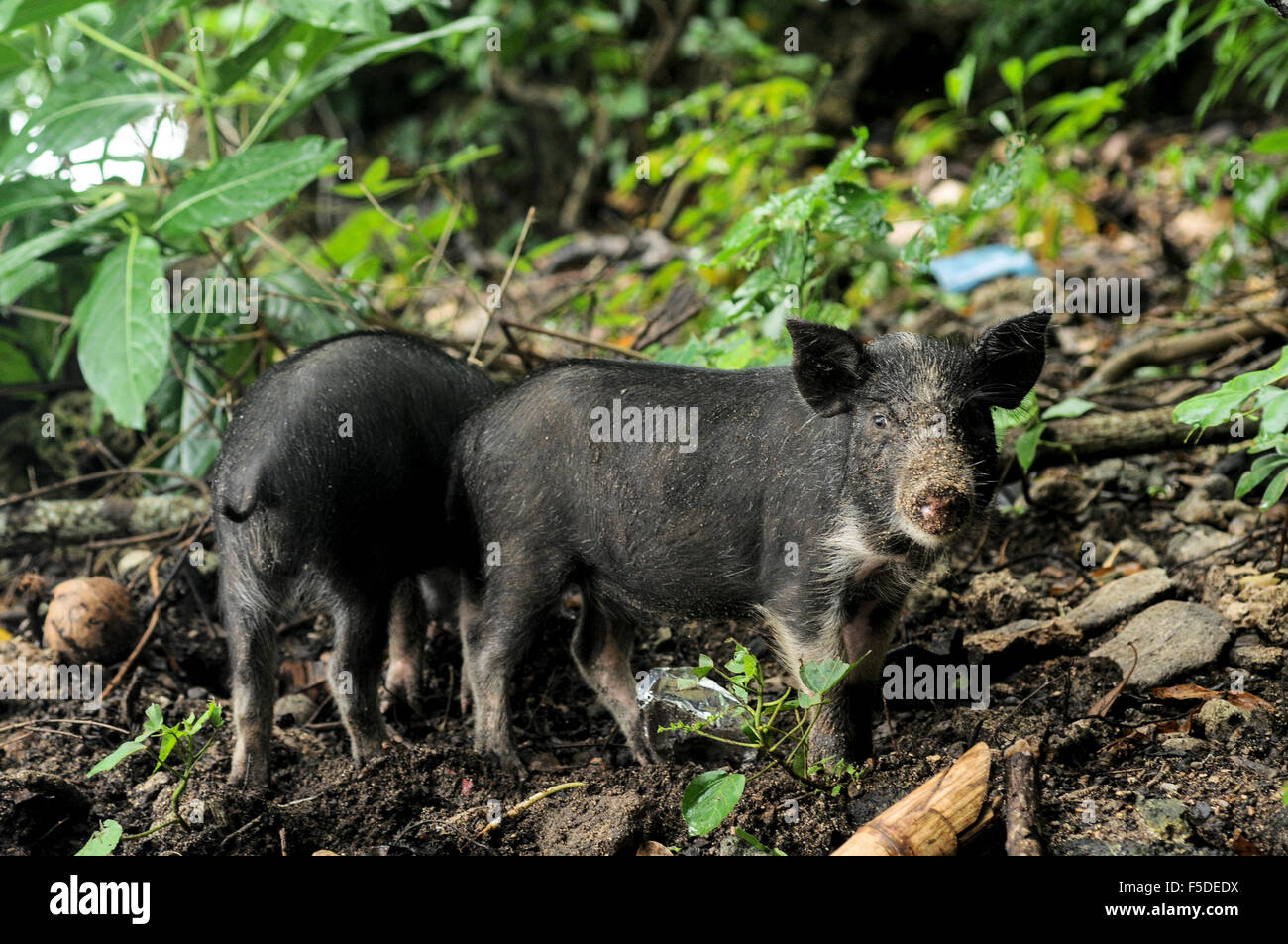 Pig island pacific hi-res stock photography and images - Alamy