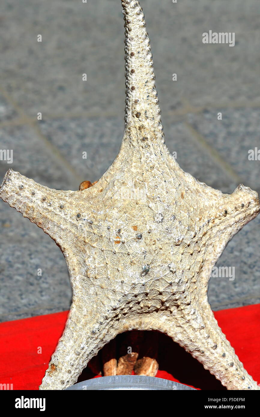 Dried big starfish exposed in a miscellaneous-curiosity selling stall ...