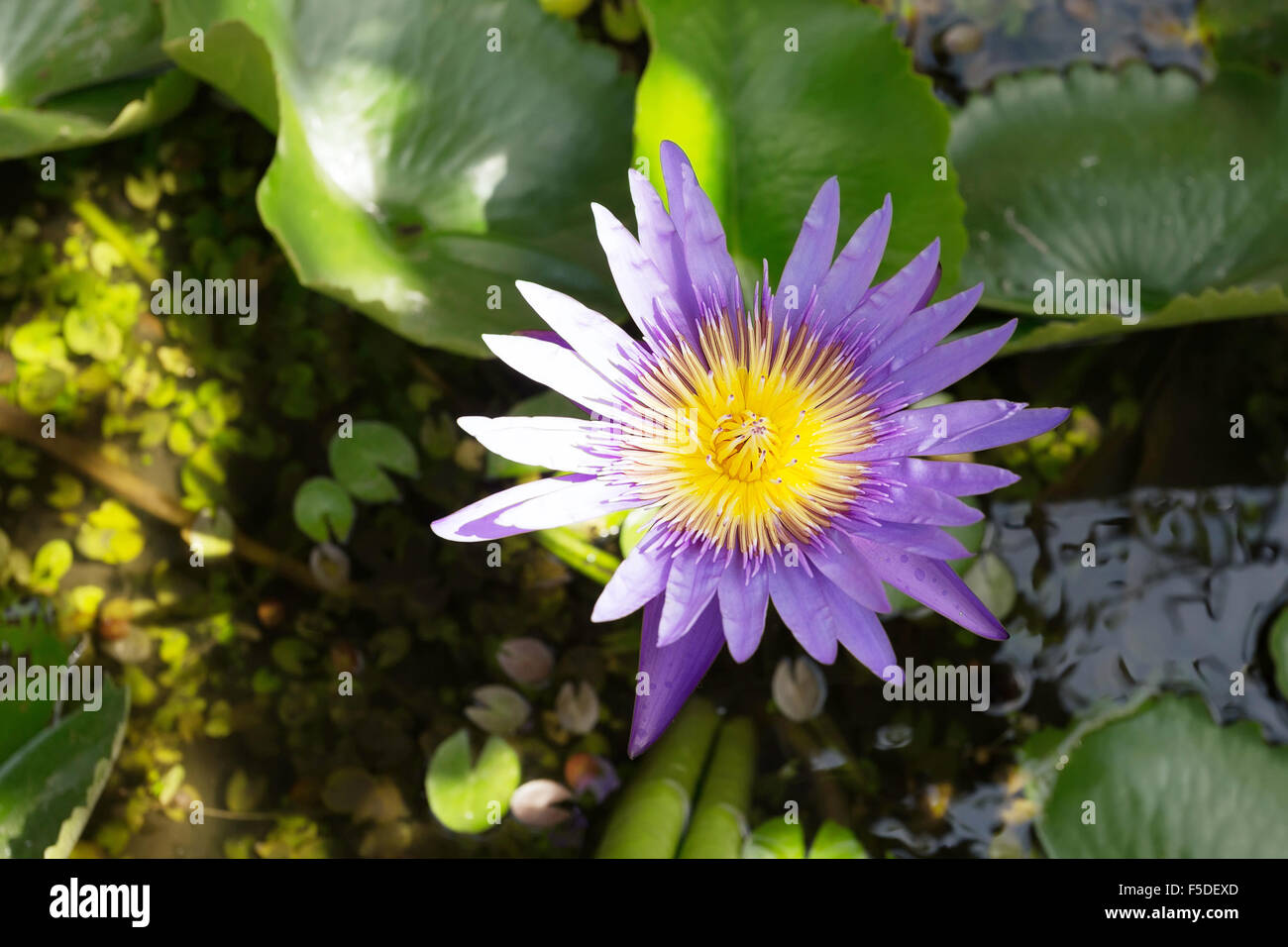 blooming blue water lily, Nusa penida, Bali, Indonesia Stock Photo - Alamy