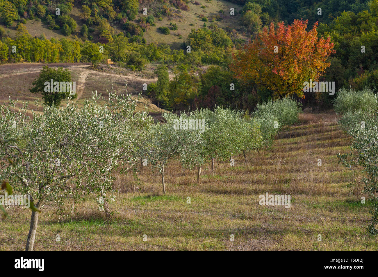 Olive tree landscape in early autumn in Italy Stock Photo - Alamy
