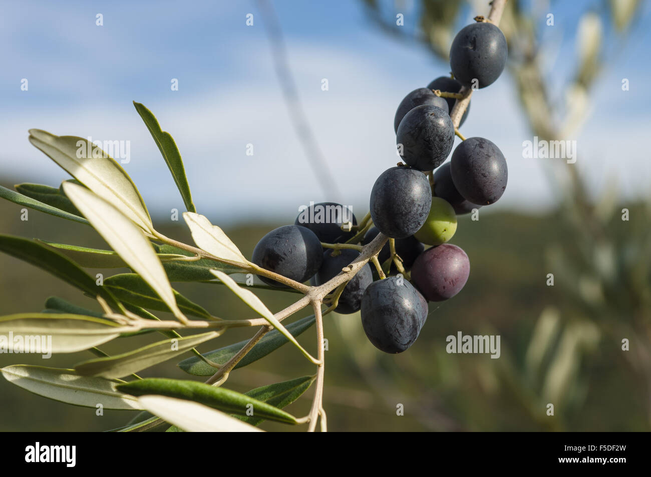 Olive tree in autumn in Tuscany. Italy Stock Photo - Alamy