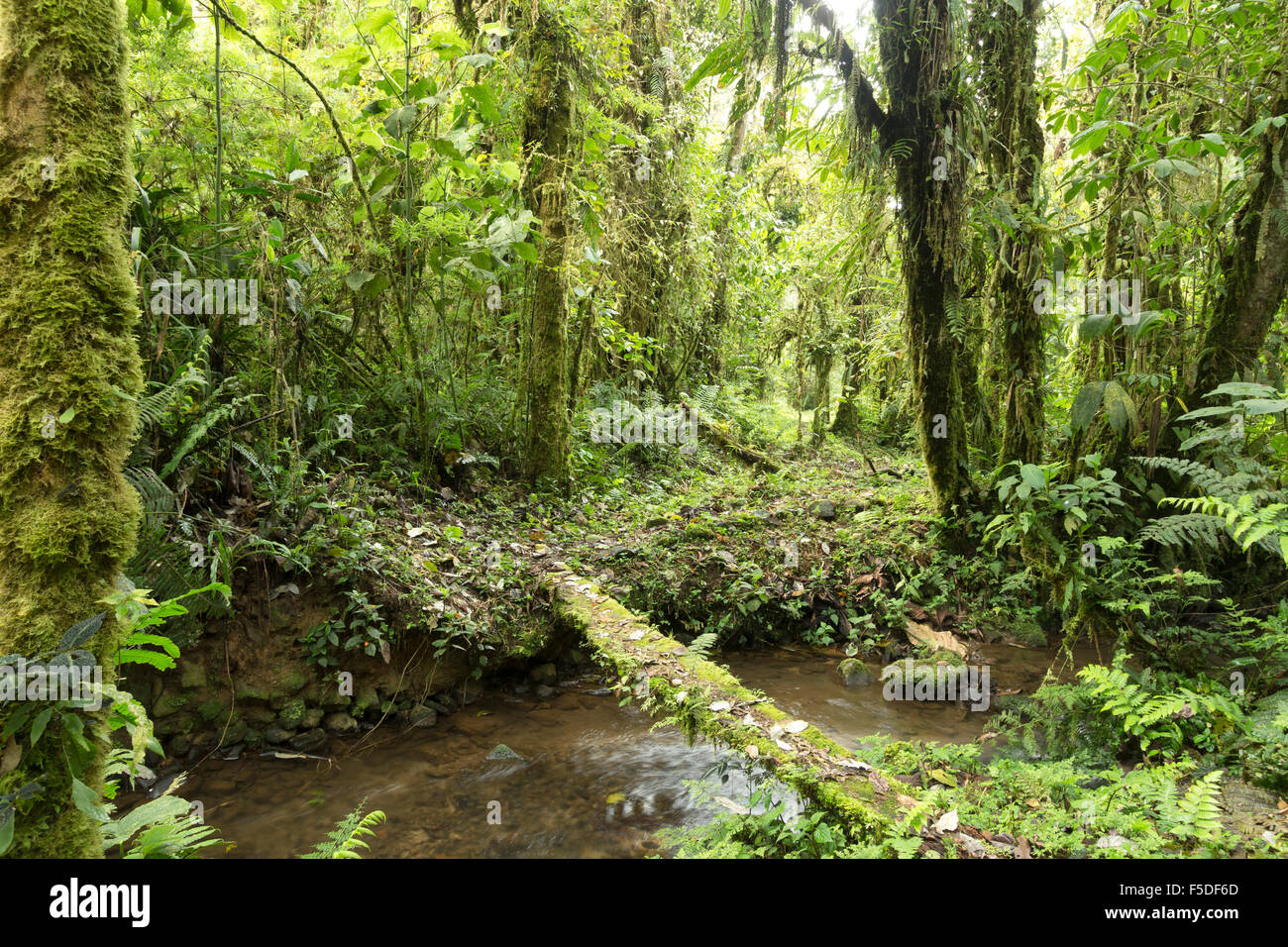 Cloudforest bridge hi-res stock photography and images - Alamy