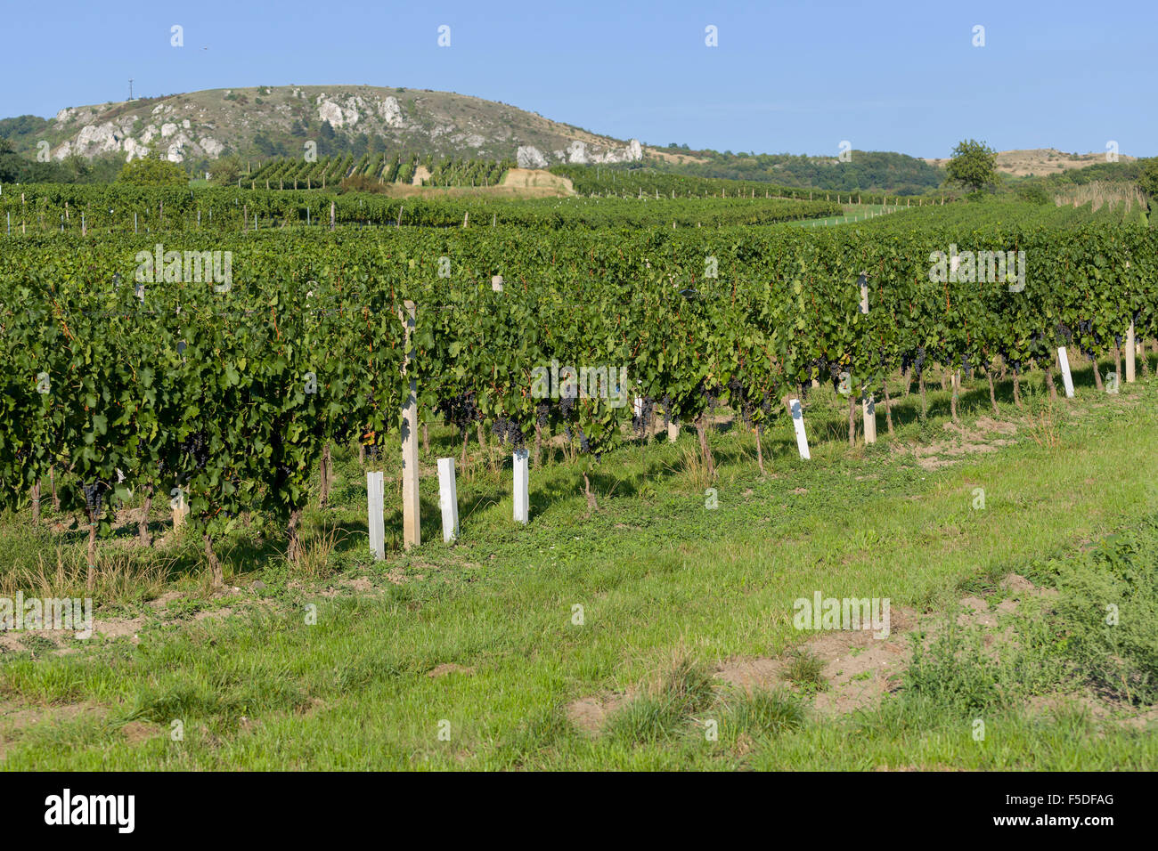 Vineyards under Palava. Czech Republic - South Moravian Region wine ...