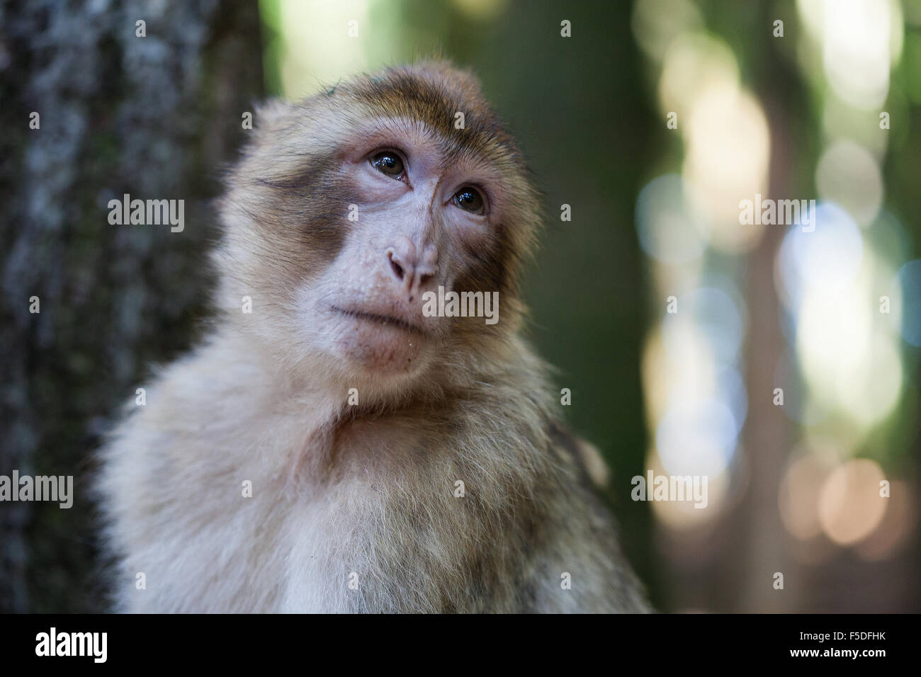 Monkeys kissing hi-res stock photography and images - Alamy