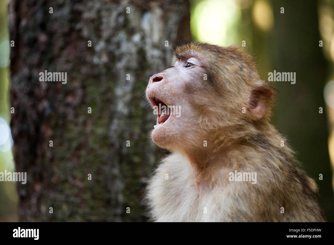 Tired barbary ape Stock Photo - Alamy