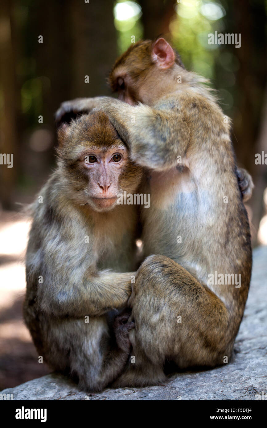 Monkeys kissing hi-res stock photography and images - Alamy