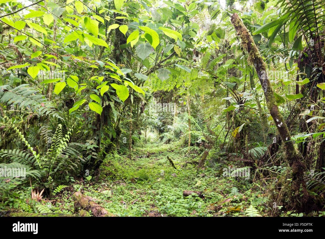 Path running through Cloudforest at 2,200m elevation on the Amazonian ...