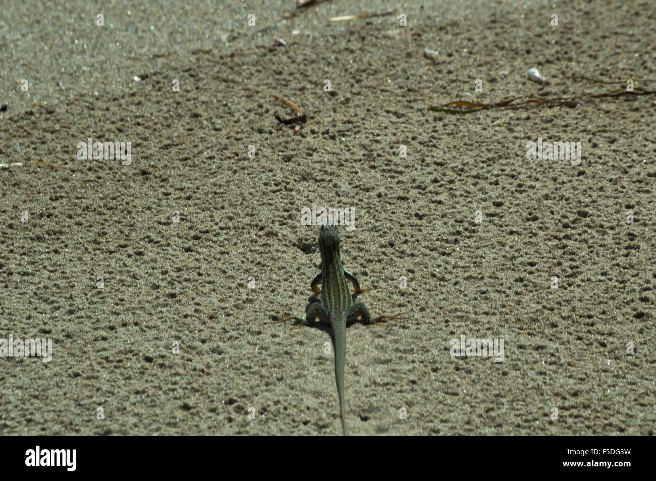 lizard on the beach Stock Photo - Alamy