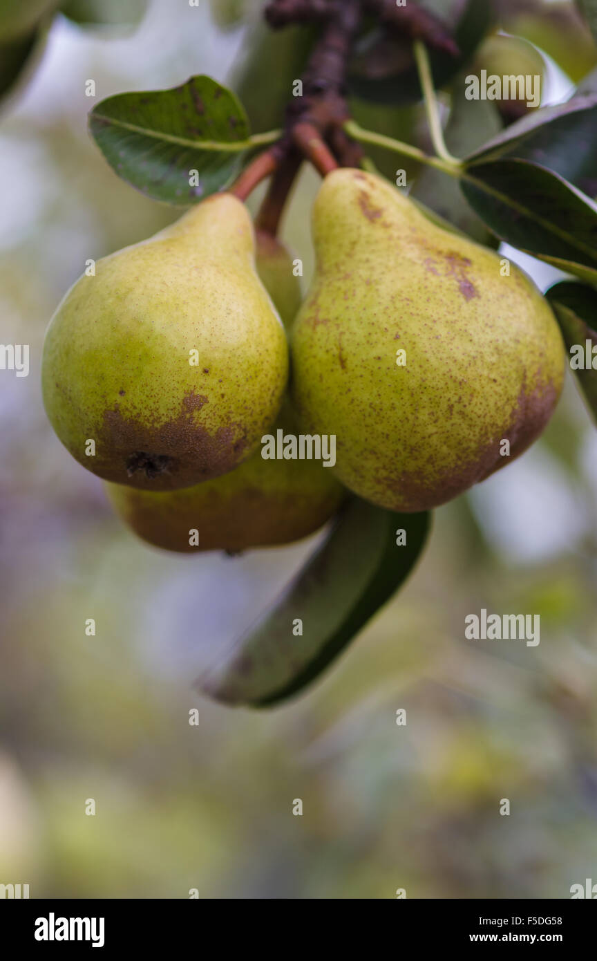Pears on the tree in late summer, France Stock Photo - Alamy
