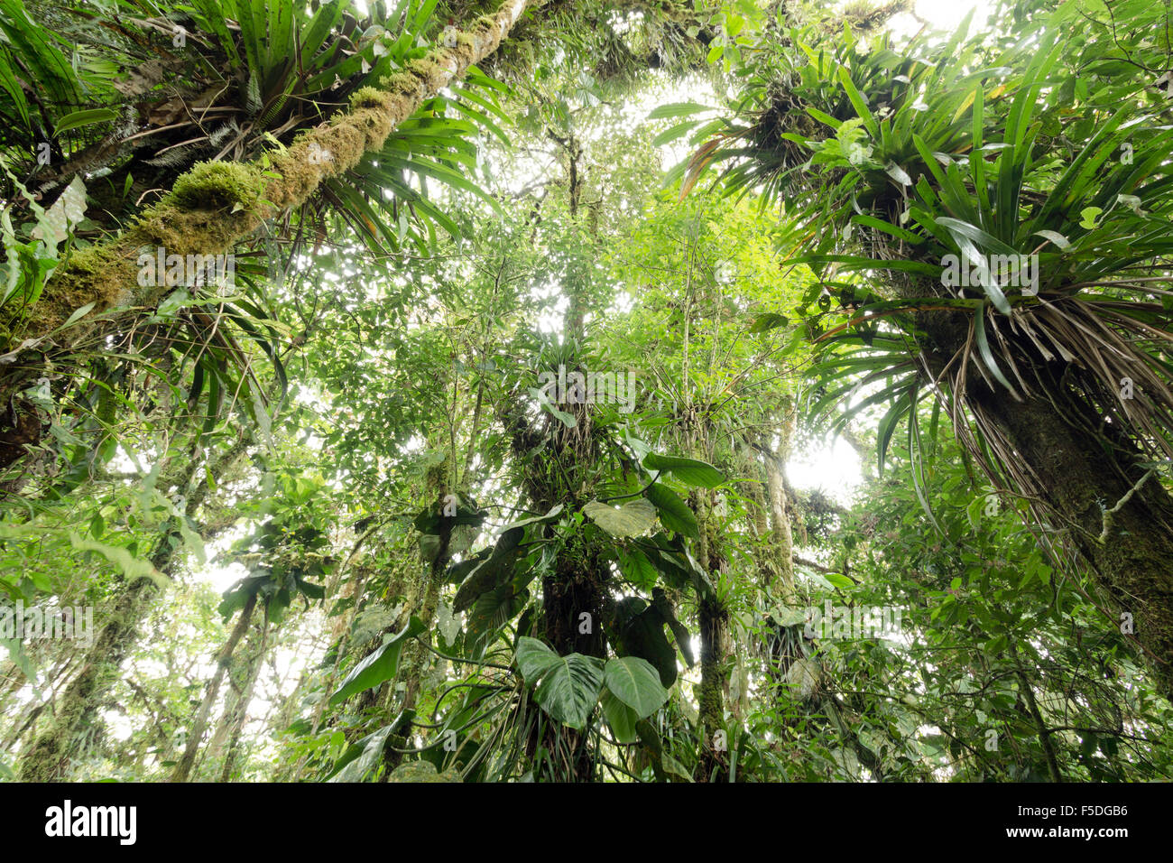 Looking up to the canopy of humid cloudforest at 2,200m elevation on ...