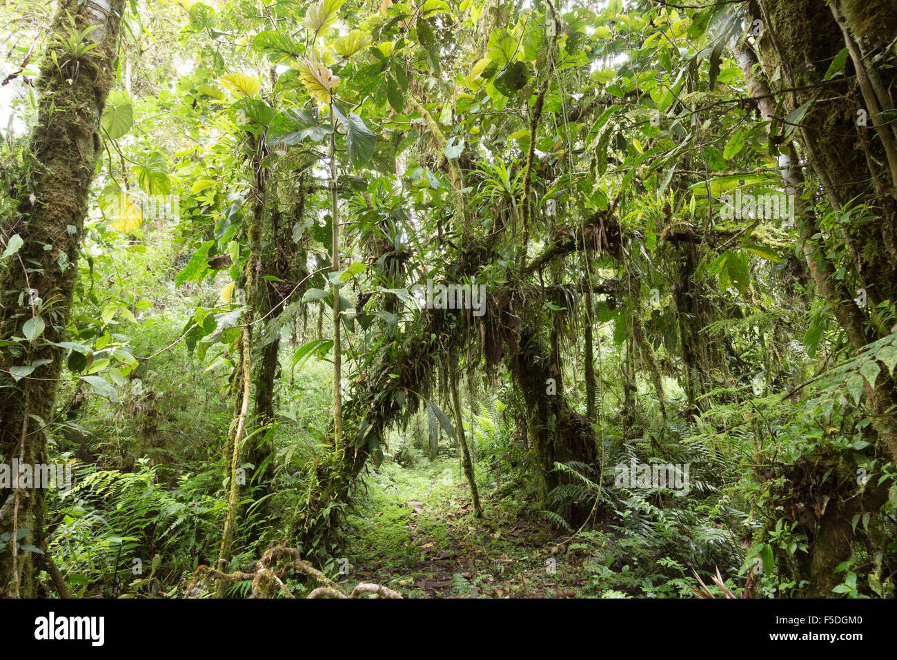 Formed tree hi-res stock photography and images - Alamy