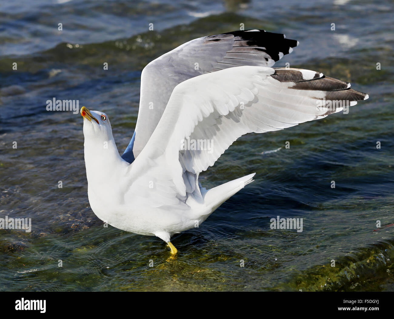 Beautiful a seagull sea photographed close up Stock Photo - Alamy