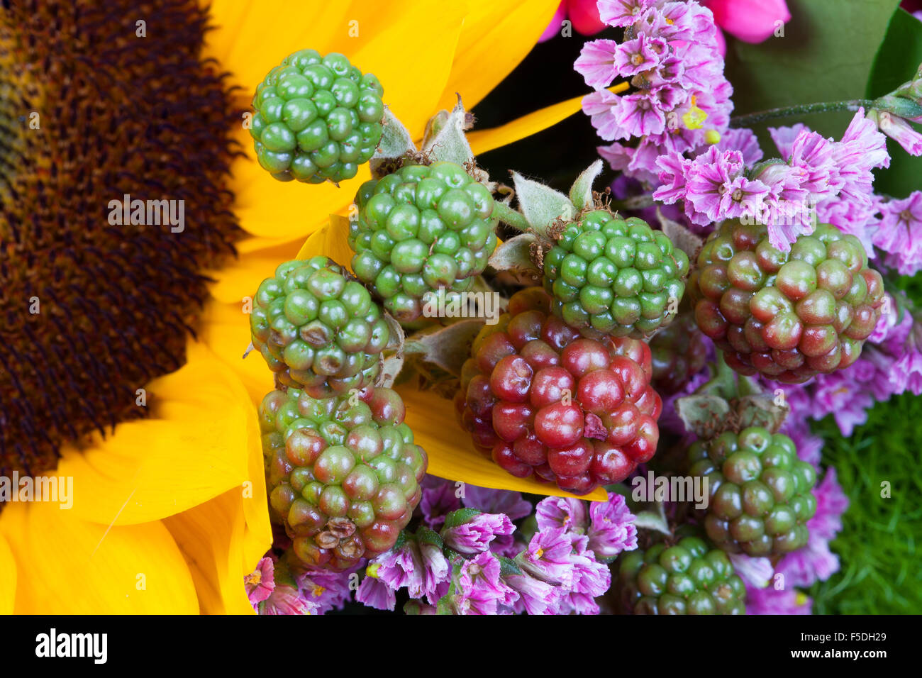 Red and green raspberry fruit between flowers Stock Photo - Alamy