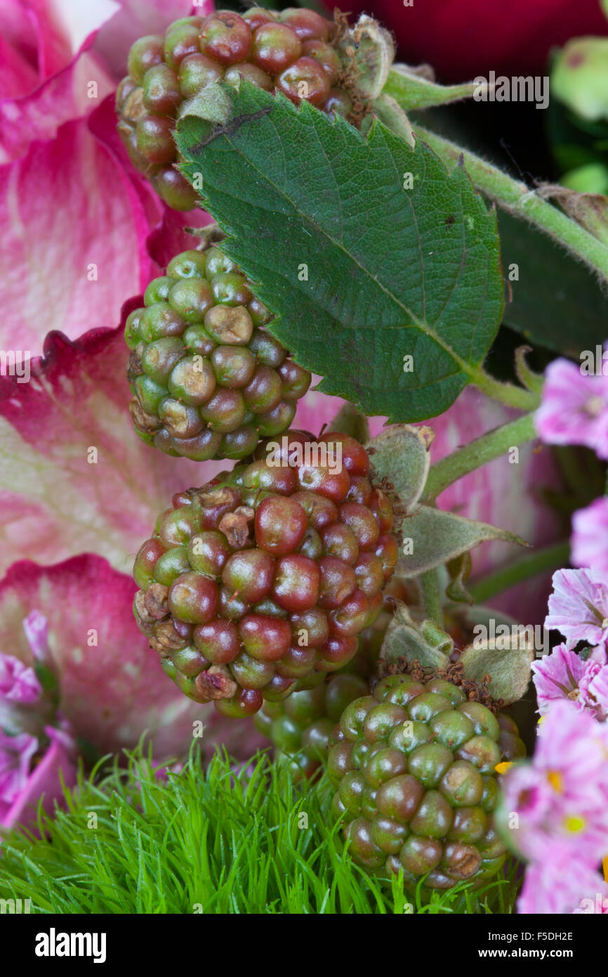 Red and green raspberry fruit between flowers Stock Photo - Alamy