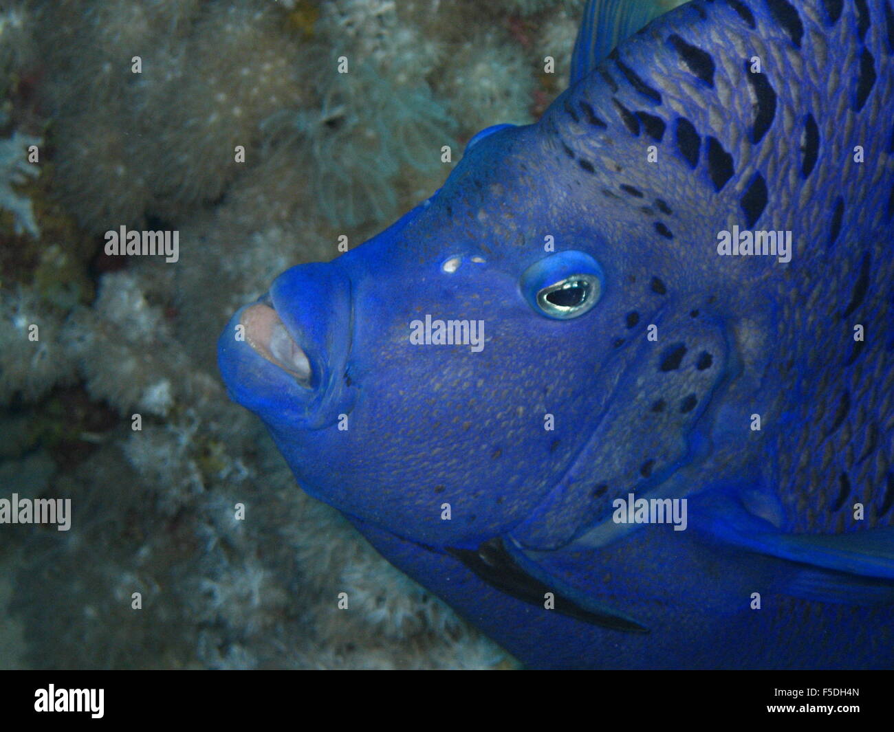 Arabian angelfish, Blue fish, Red sea, Egypt. Hurghada Stock Photo - Alamy