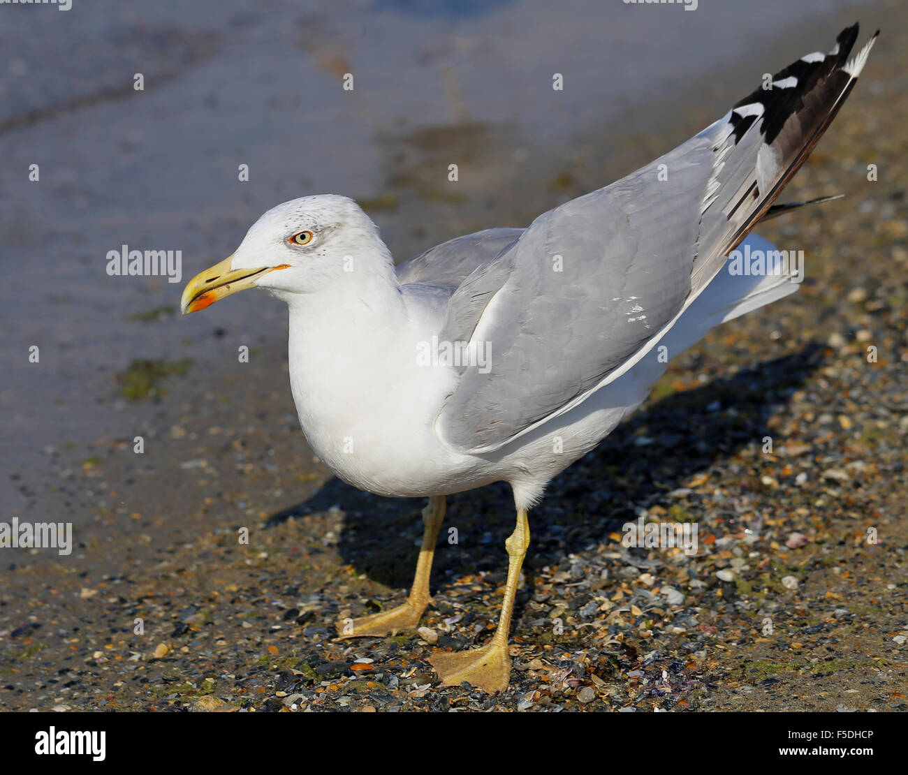 Beautiful a seagull sea photographed close up Stock Photo - Alamy