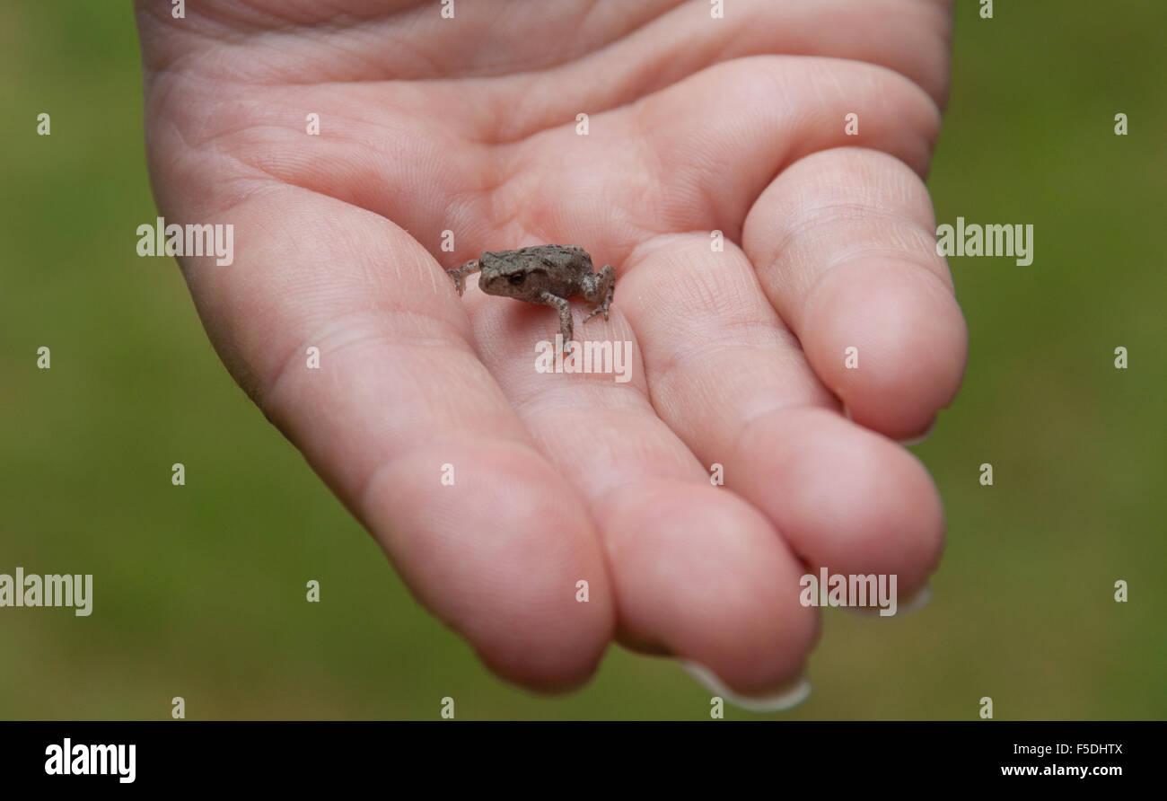 baby British common toad sits in the palm of an open hand Stock Photo ...