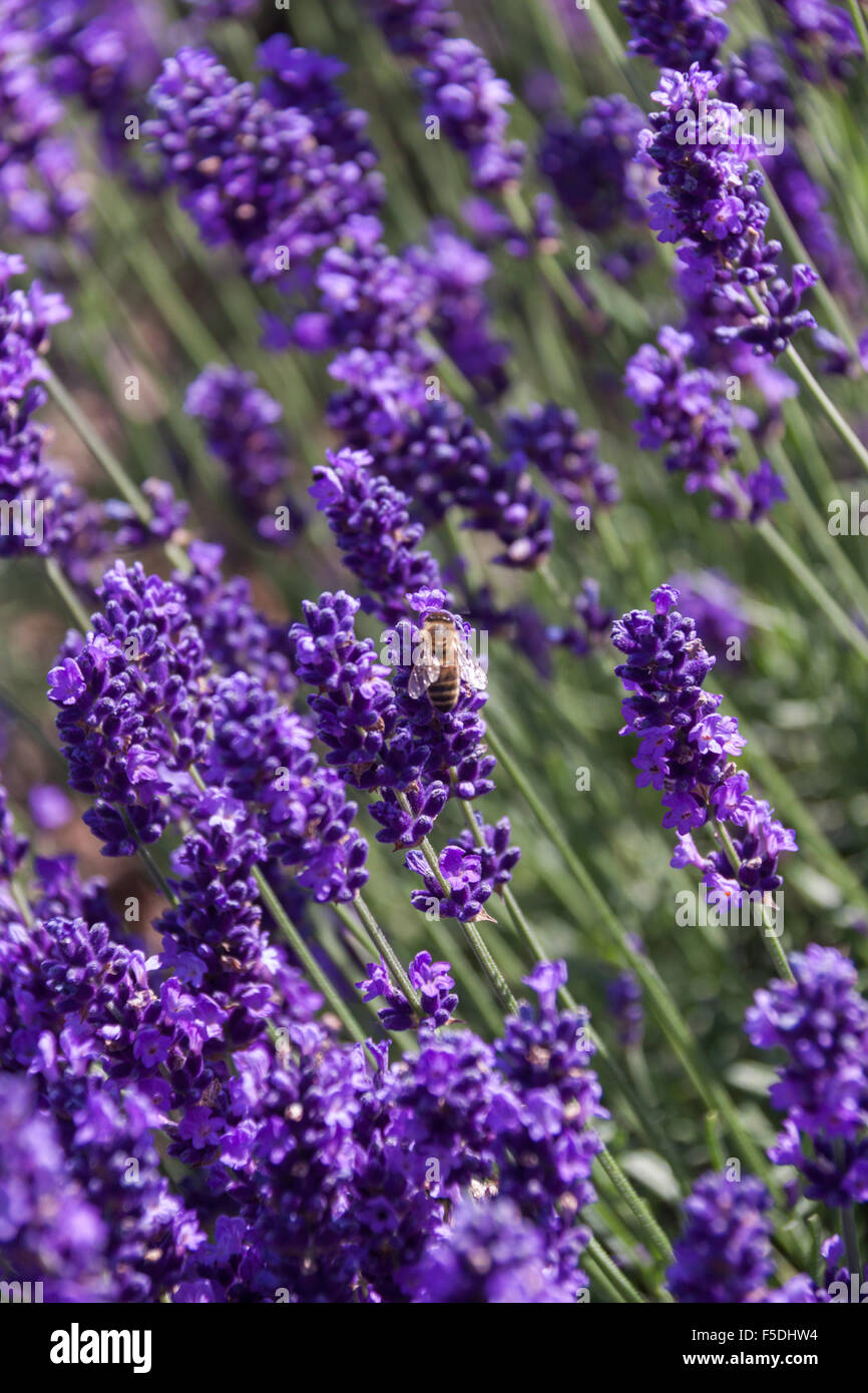 solitary bee gathers lavender pollen in the sunshine Stock Photo - Alamy