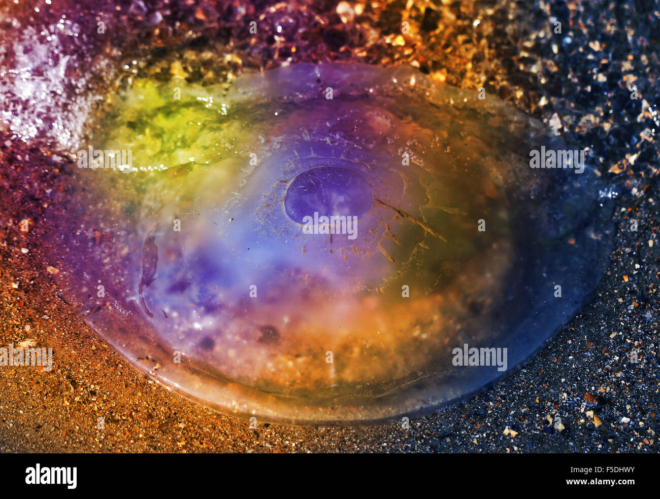 round jellyfish lying on the beach is photographed close-up Stock Photo ...