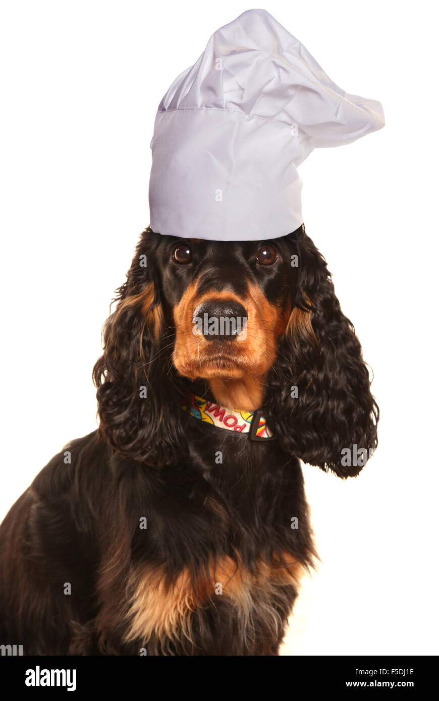 cocker spaniel dog chef cutout Stock Photo - Alamy