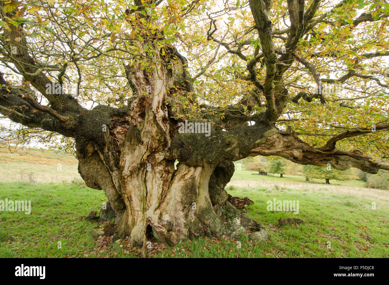 Ancient Oak tree with rotting hollow centre in trunk. Cowdray Park ...