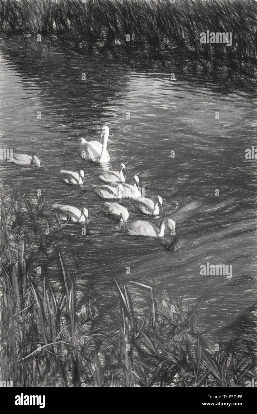 Sketch illustration of mother swan and baby cygnets swimming on a river ...