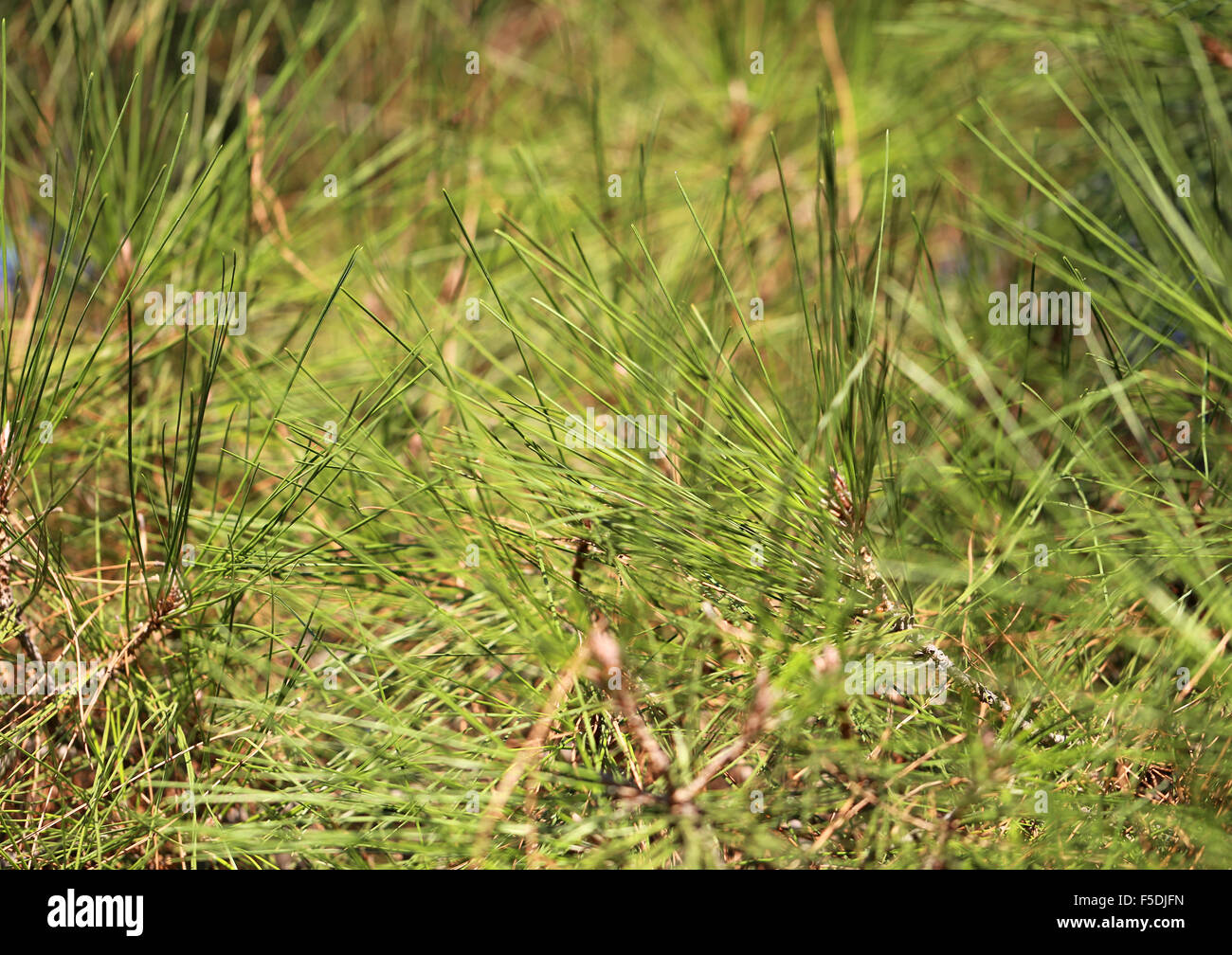Pine a needles are photographed close up Stock Photo - Alamy